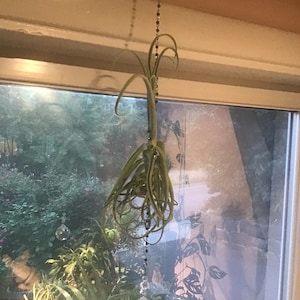 Tillandsia Stricta Iridescent Air Plants - Etsy