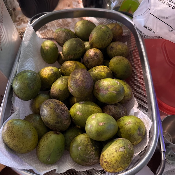 Fresh Dwarf June Plums 5 Lbs- Always Freshly Picked - ** We Are ...