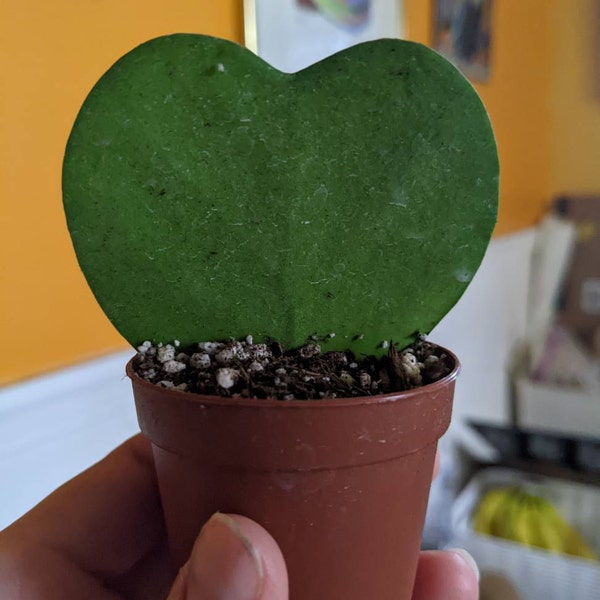 Cactus Gift Box - (set of 2) Advice From a Cactus - FREE SHIPPING - Etsy