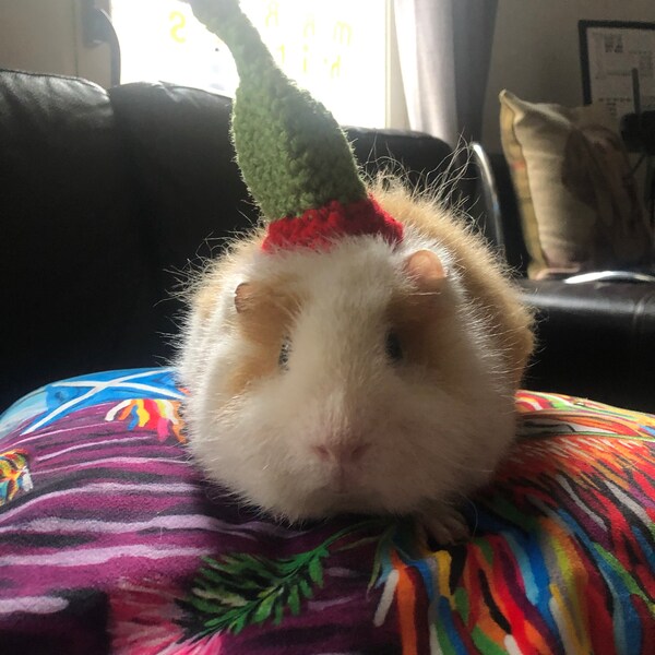 Crochet Elf Hat for Small Pets: Handmade Guinea Pig, Hamster, Cat ...
