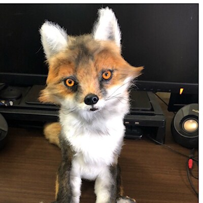 Maned Wolf Realistic Toy Stuffed Animal Replica Wild Golden Dog Faux ...