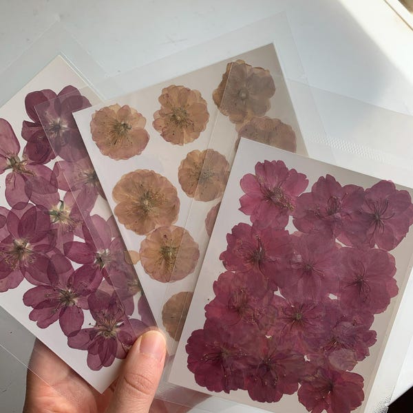 Pressed Dried 4 Leaf Clover for Floral Art Craft Resin Cast - Etsy