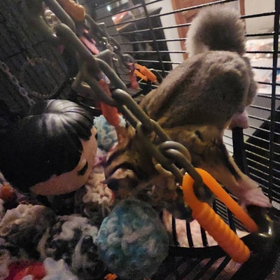 Sugar Glider Small Animal Foraging Pulley Toy-one per Price Alien Toy ...