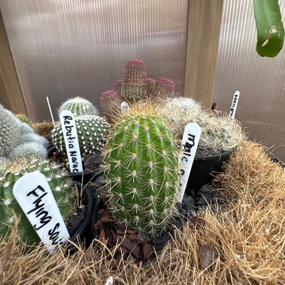 ECHINOPSIS Hybrid FOXY LADY Cactus Fragrant Plant - Etsy