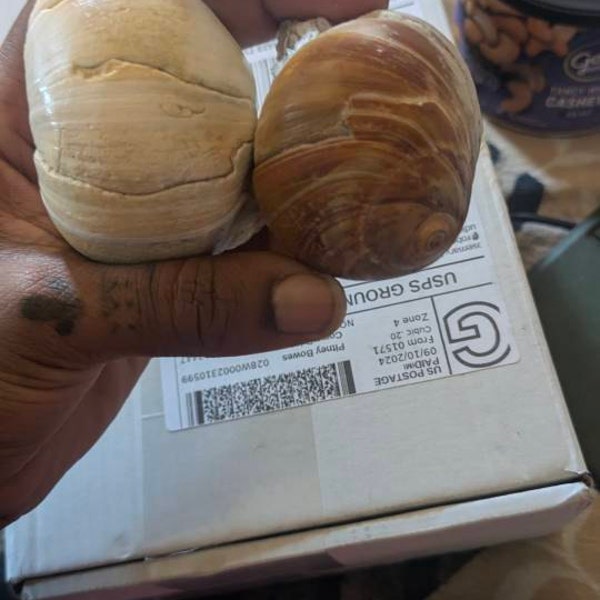 3 SPOTTED DARK PEACH Large Northern Moon Snail Shells, Colorful ...