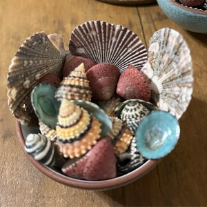 Medium Hebrew Cone Seashells Conus Ebraeus 5 Shells Approx. 1-1.25 ...