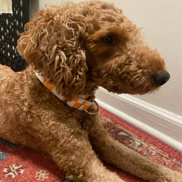 Orange and White Checkered Dog Collar, Martingale or Flat Collar, Dog ...