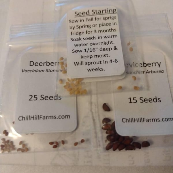 Sparkleberry | 25 Seeds | Vaccinium Arboreum | Farkleberry ...