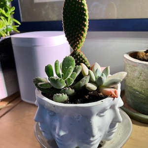 RARE Crassula Tabularis Pagoda Village Succulent Plant | Etsy