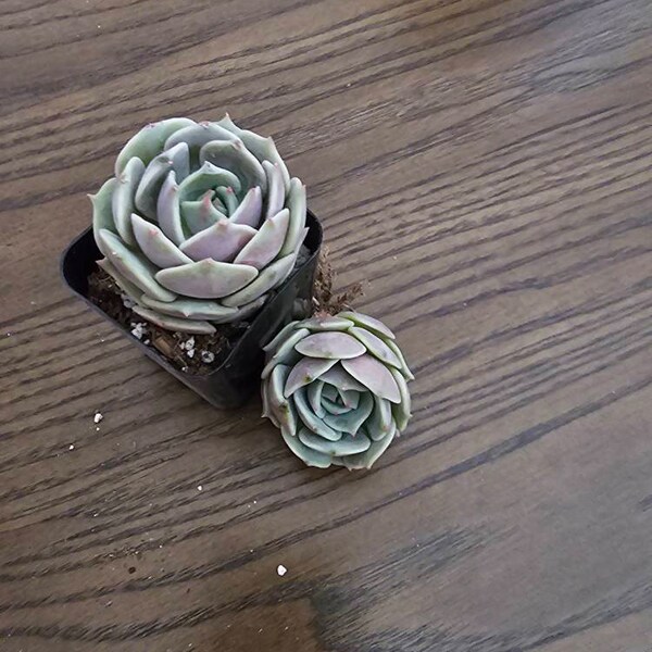 Succulent Mothers Day Gift Box Custom Personalized Card 8 Live ...