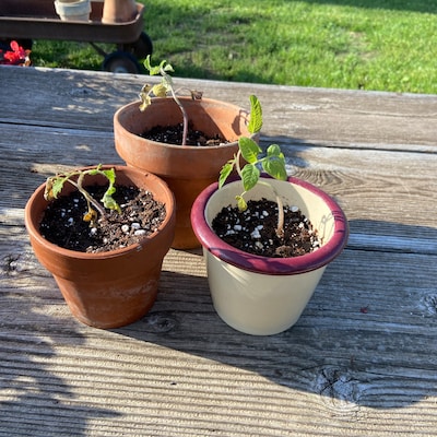 Orange Bignonia Crossvine Plant tangerine Beauty Crossvine Rooted ...