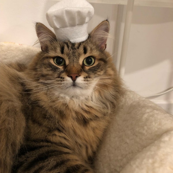 Chef Hat for Cats - Etsy