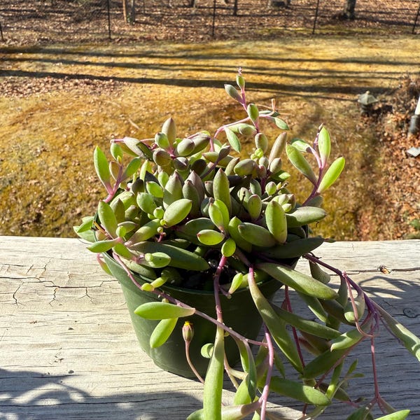 Ruby Necklace, String of Rubies, Little Pickles, Othonna Capensis ...