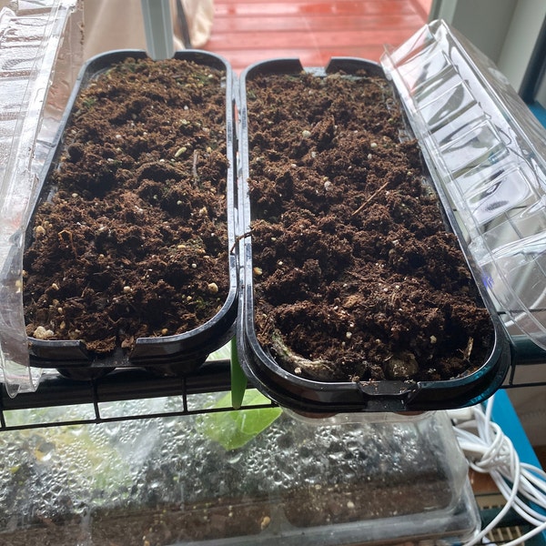 Miracle Fruit Seeds (synsepalum Dulcificum) Packet of 3 Seeds - Palm ...