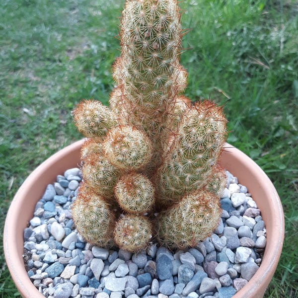 Rebutia Narvaecensis, Fully Rooted Cactus, Clumping Cactus, Native to ...