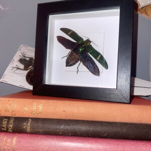 Adolphi Scarab Beetle. Specimen Only. - Etsy