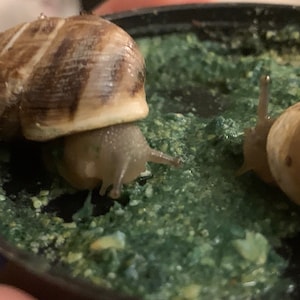 Sampler Pack 1 Multiple Flavors of Snail Food Protein Based Snail Food ...