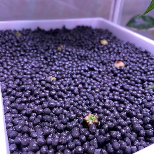 SOLUM Aquatic Soil for Tropical Plants - Modern Aqua - Etsy