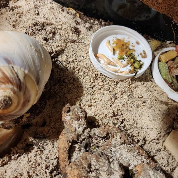 3 SPOTTED DARK PEACH Large Northern Moon Snail Shells, Colorful ...