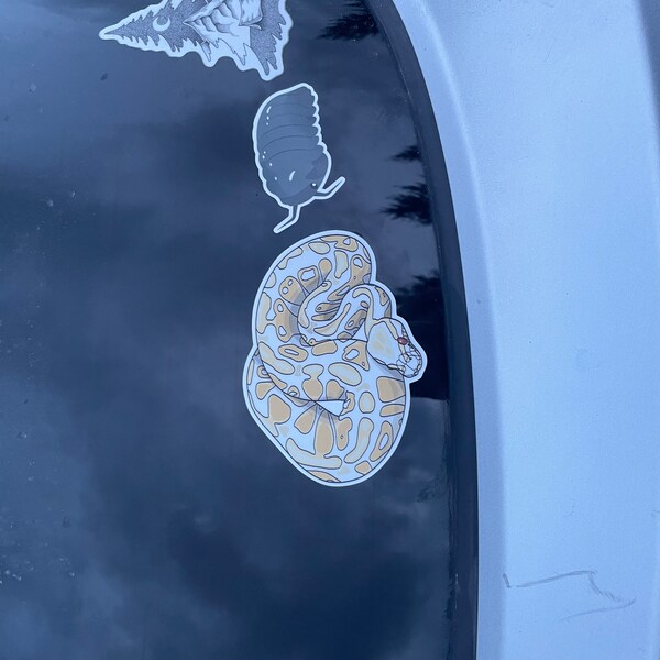 MULTIPLE TYPES Blood Python Sticker Borneo Sticker Magpie Ivory - Etsy