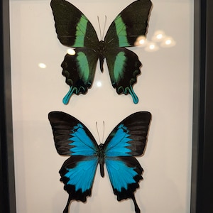 Preserved Scarab Beetle Anatomy Taxidermy Display - Etsy