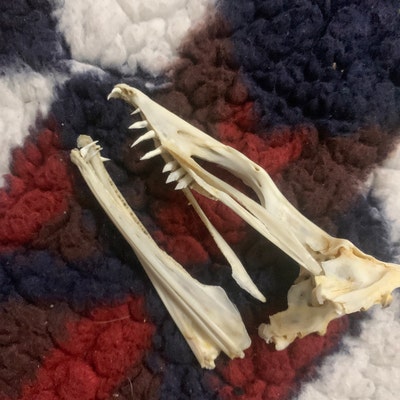 Snakehead Fish Skeleton,real Fish Head Skull,fish Skeleton,museum ...