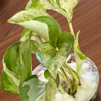 Potho Manjula High Viraigation Rare Cuttings & Established - Etsy