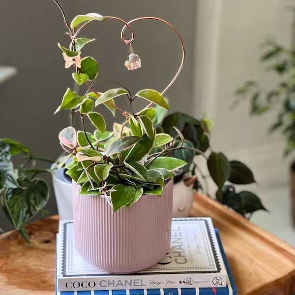 Hoya Sweet Heart Trellis / Hoya Trellis / Houseplant Accessory/plant ...