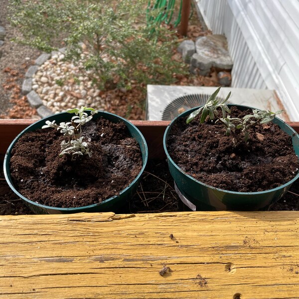 Mini Mighty Mouse Perennial Hosta. Super Cute. Starter Perennial Loves ...
