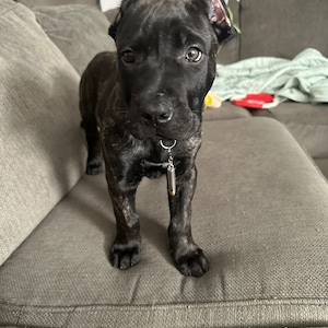 Personalized Bullet Pet Tag, Dog Name Tag, Man's Best Friend, Collar ...