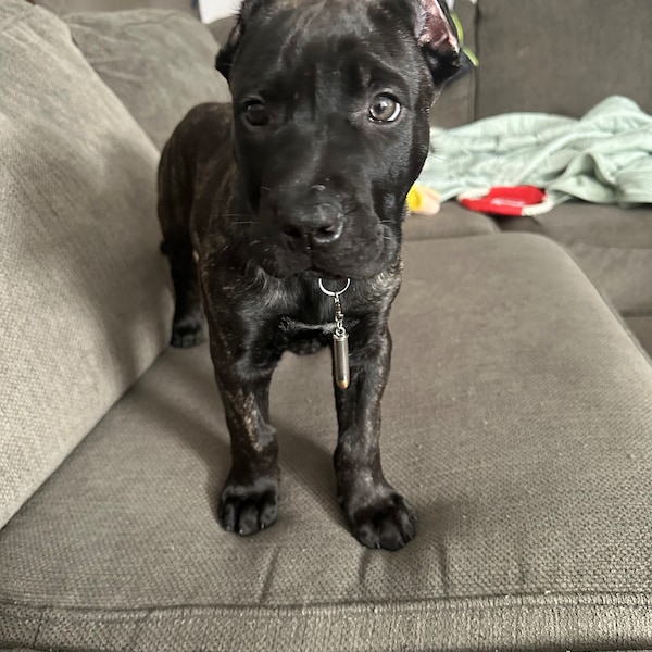 Personalized Bullet Pet Tag, Dog Name Tag, Man's Best Friend, Collar ...