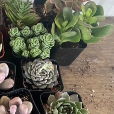 Thread Leaf Agave 4 Inch Live Succulent Plant Cactus - Etsy