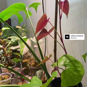 Birds Eye Chili Pepper 25 Seeds very Hot Siling Labuyo - Etsy