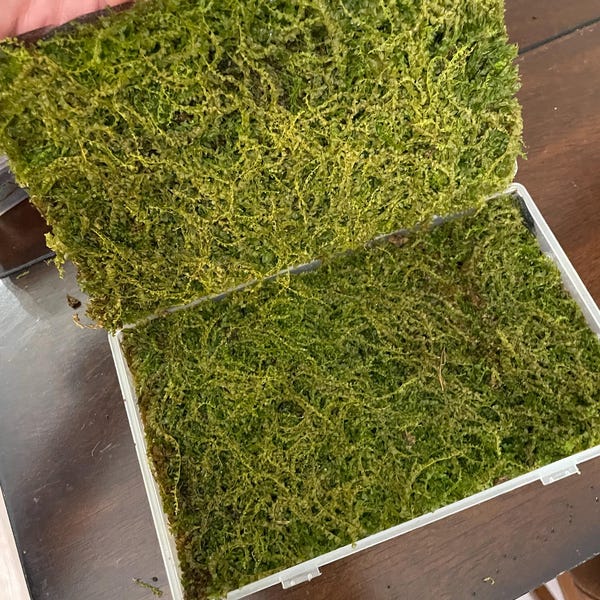 Live Clean and High Quality Planted Sheet Moss & Cushion Moss for ...