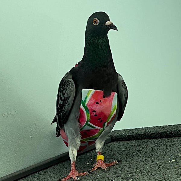 Leashes for Chicken / Duck Diapers - Etsy