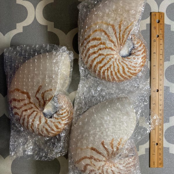 Chambered Nautilus Conch Shell Ocean Vortex Natural Beautiful Giant ...