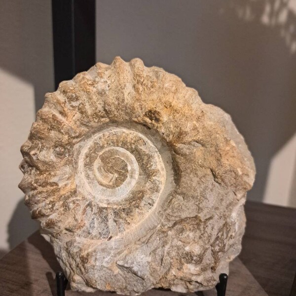 Flash Sale!!** LARGE (1) Raw Ammonite Fossil Cephalopod Perfect Gift ...
