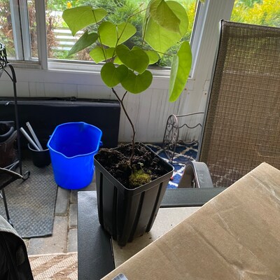 1 Eastern Redbud in a Quart Container - Etsy