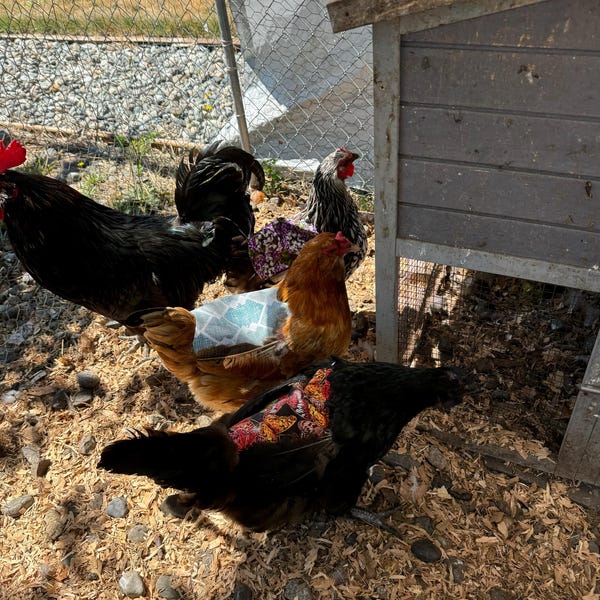 Chicken Diapers/ Hen Diapers/ Birds Diapers/rooster Diaper - Etsy