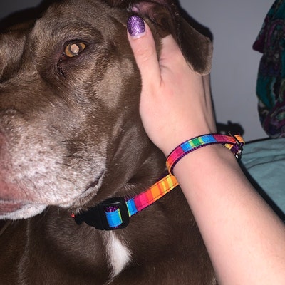 Purple Wild Child Dog Collar Collection, Coordinating Collars, Leashes ...