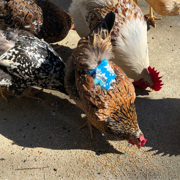 Bogo 5+2 FREE Chicken Jackets. Chicken Saddles. Hen Apron. Hen Jackets ...