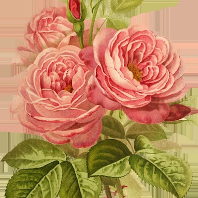 50 Old Things Clip Art Vintage Antique Objects and Overlays in Png ...