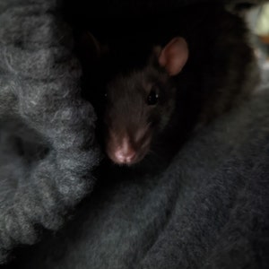 Ratoob, Dark Gray - Etsy