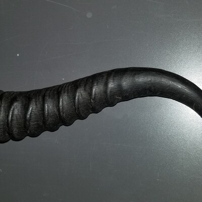 Real Springbok Horns Large Horns From Springbok Skull - Etsy