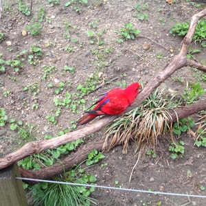 Tennis Racket and Ball Display Case Cabinet Hanger Wall Mount - Etsy
