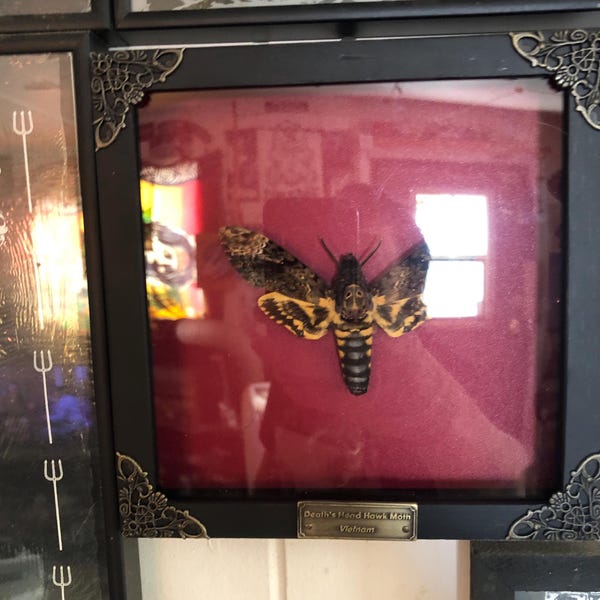 Real Framed Death Head Moth Acherontia Frame Dried Butterfly Skull Dead ...