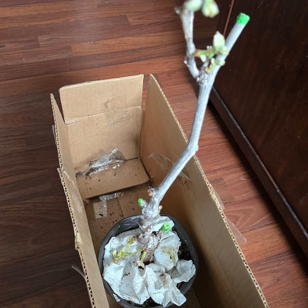 Live Grape Plant Shine Muscat. 阳光玫瑰葡萄 . Big and Sweet. Awesome Variety ...