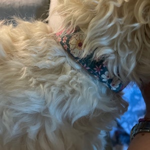 The Clover / Green and Dark Green Dog Collar / St Patricks Day Dog ...