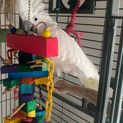 Parrot Toy Extra Large BIRDIE BOREDOM BUSTER Macaw African Grey ...
