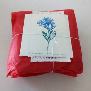 Forget-me-not Patch - Etsy